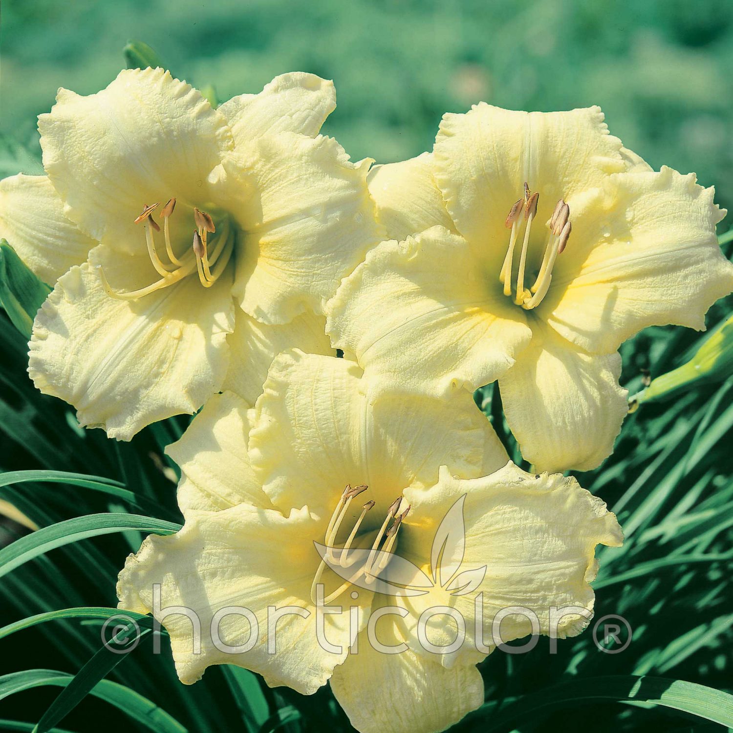 Hemerocallis Stella Supreme - Serres Daniel Lemieux