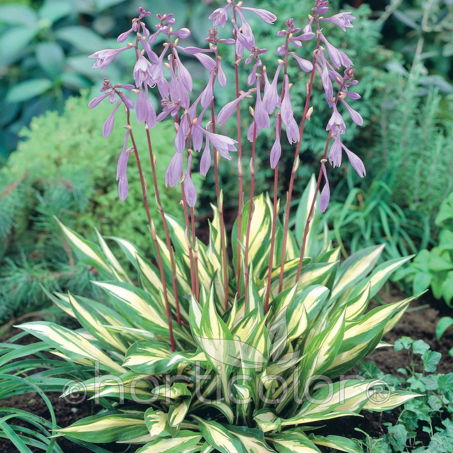 Hosta Cherry Berry - Serres Daniel Lemieux