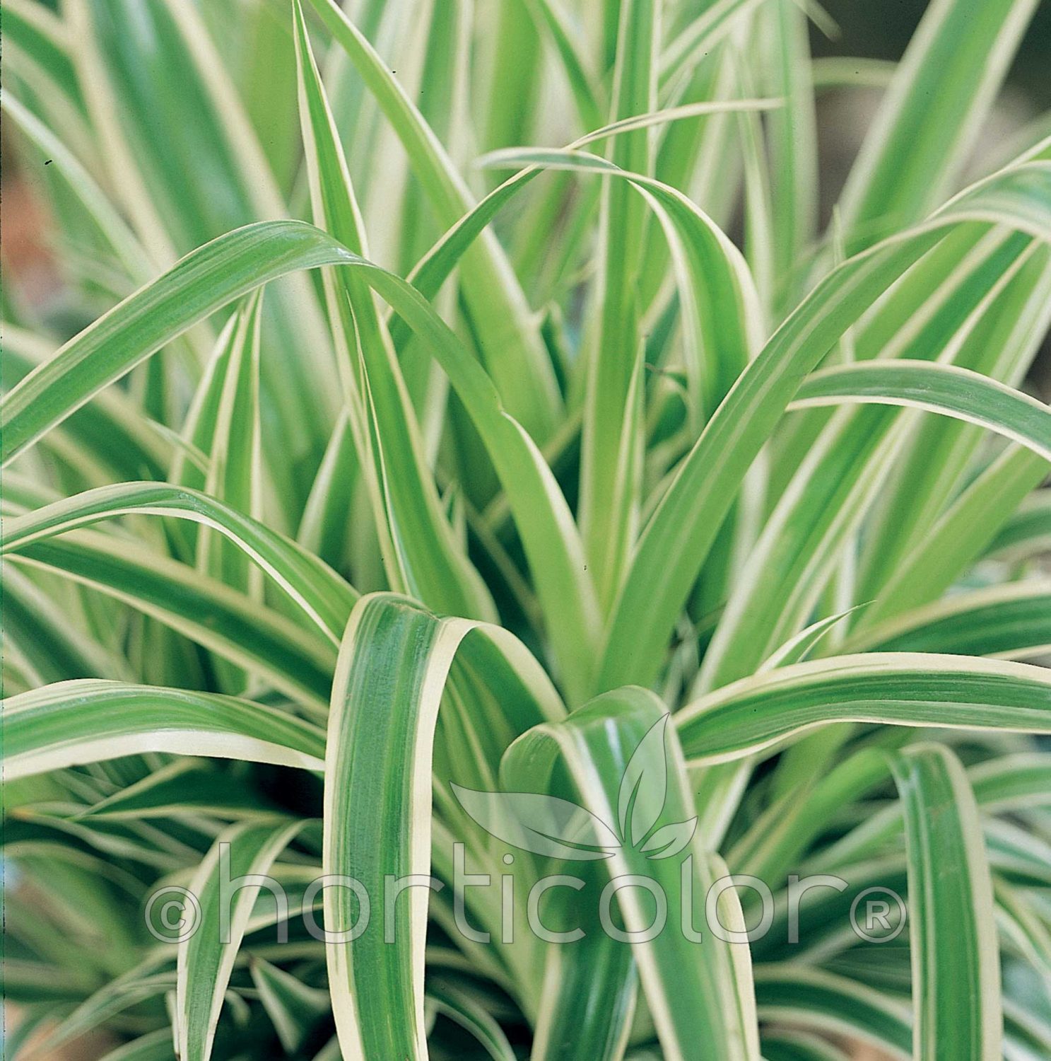 Chlorophytum Comosum Variegatum - Serres Daniel Lemieux