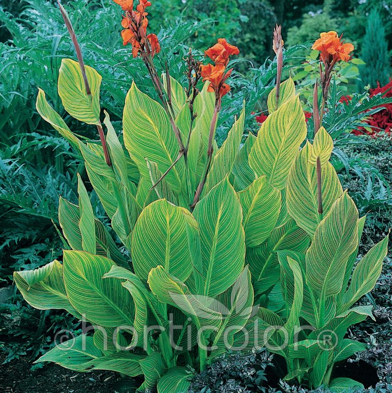 Canna Pretoria - Serres Daniel Lemieux